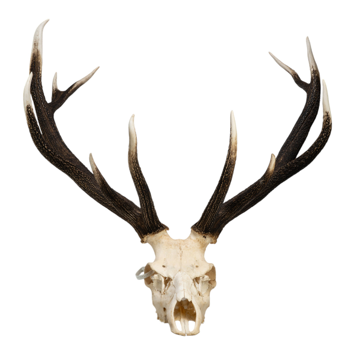 Real Red Deer Skull For Sale — Skulls Unlimited International, Inc.