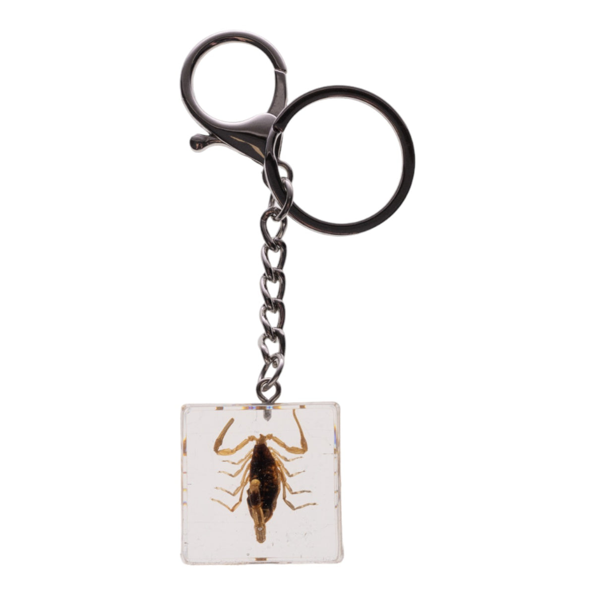 Real Golden Scorpion Keychain For Sale — Skulls Unlimited International ...