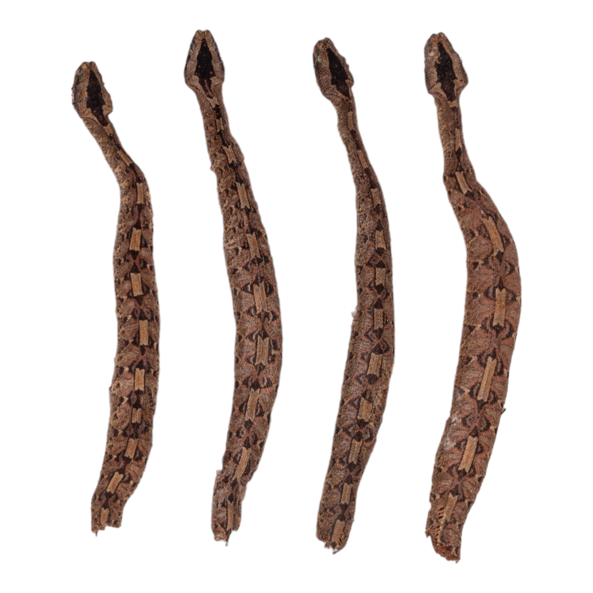 Real Preserved Viper For Sale — Skulls Unlimited International, Inc.