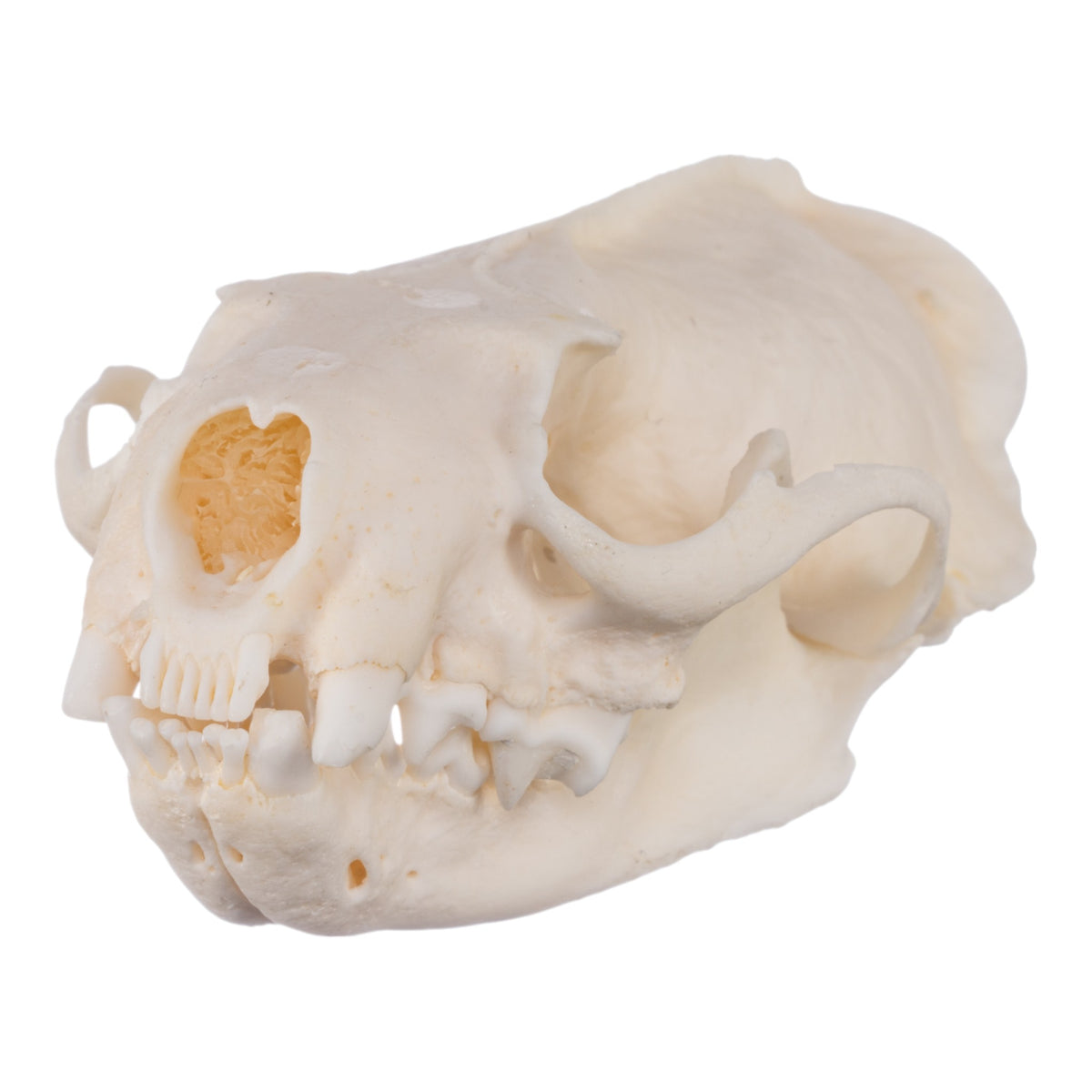 Real American Mink Skull For Sale — Skulls Unlimited International, Inc.