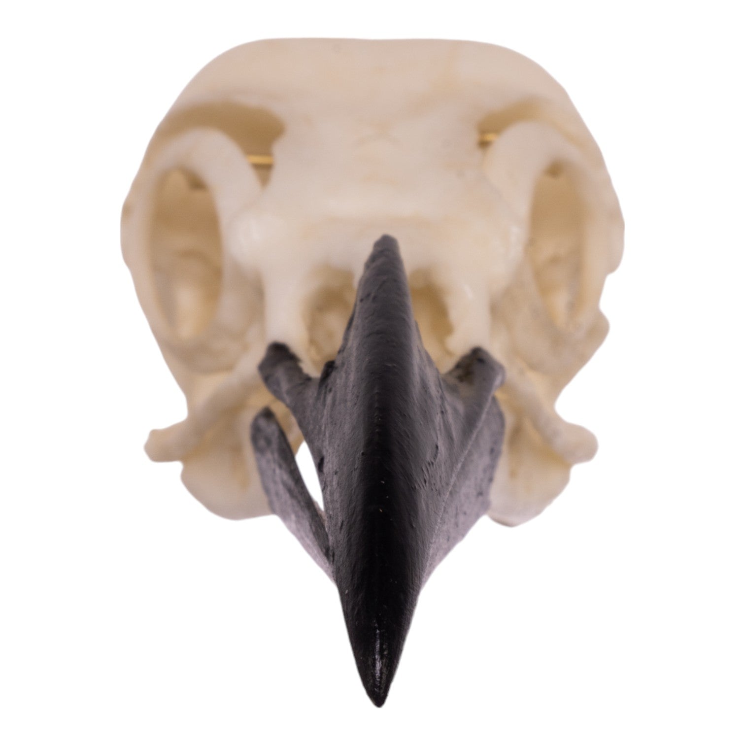 Replica American Crow Skull — Skulls Unlimited International, Inc.