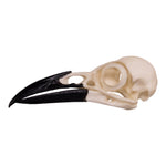 Replica American Crow Skull — Skulls Unlimited International, Inc.