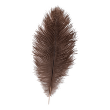 Real Ostrich Feather For Sale — Skulls Unlimited International, Inc.