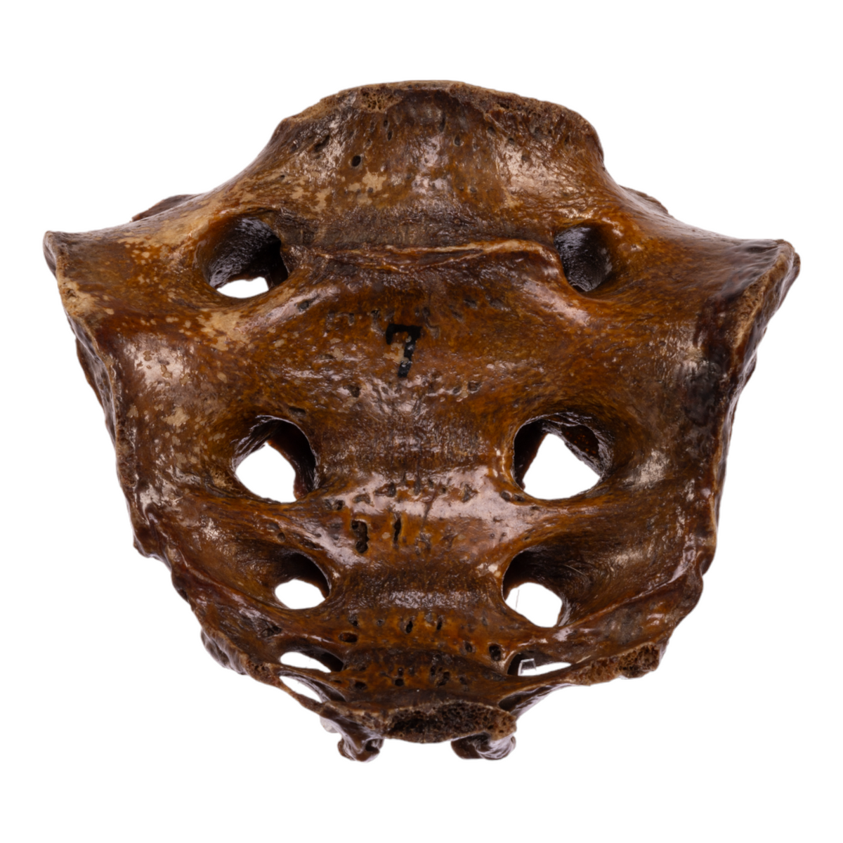 Real Antique Human Sacrum For Sale — Skulls Unlimited International, Inc.