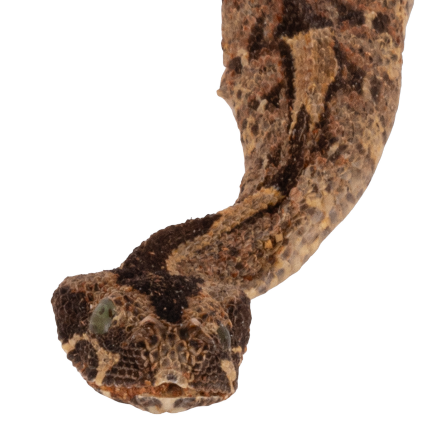 Real Preserved Viper For Sale — Skulls Unlimited International, Inc.