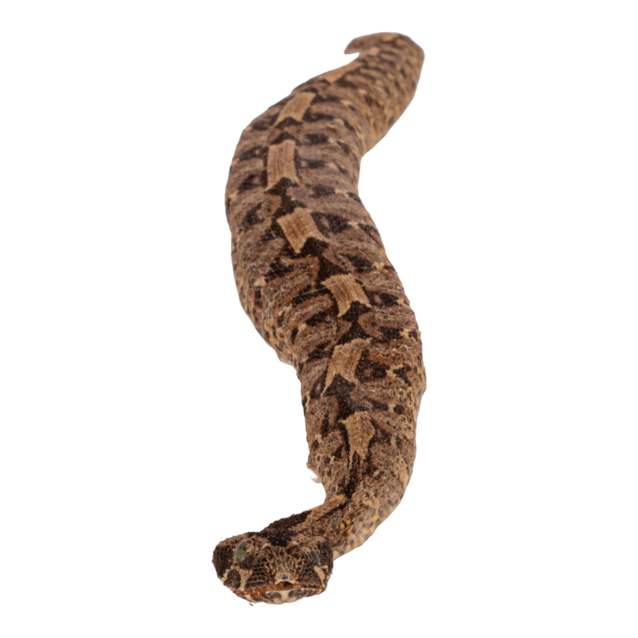 Real Preserved Viper For Sale — Skulls Unlimited International, Inc.