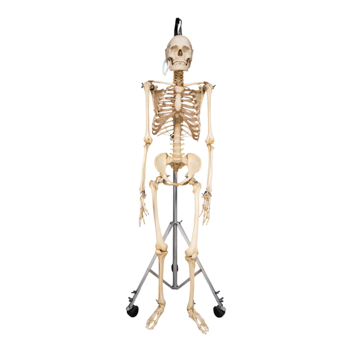 Real Human Articulated Skeleton For Sale — Skulls Unlimited ...