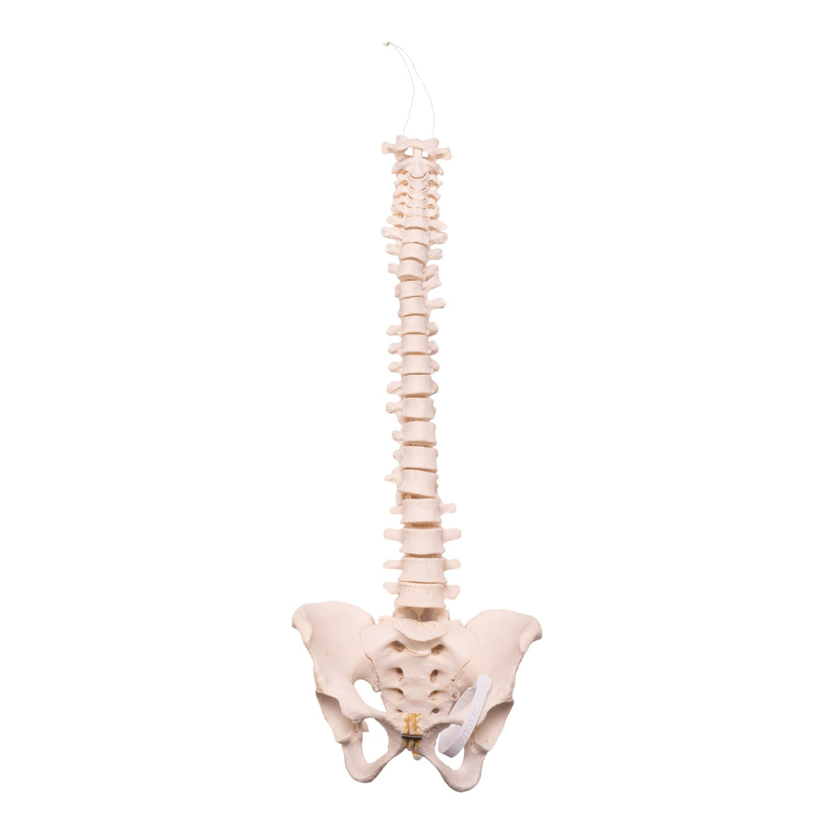 Real Human Spine For Sale — Skulls Unlimited International, Inc.