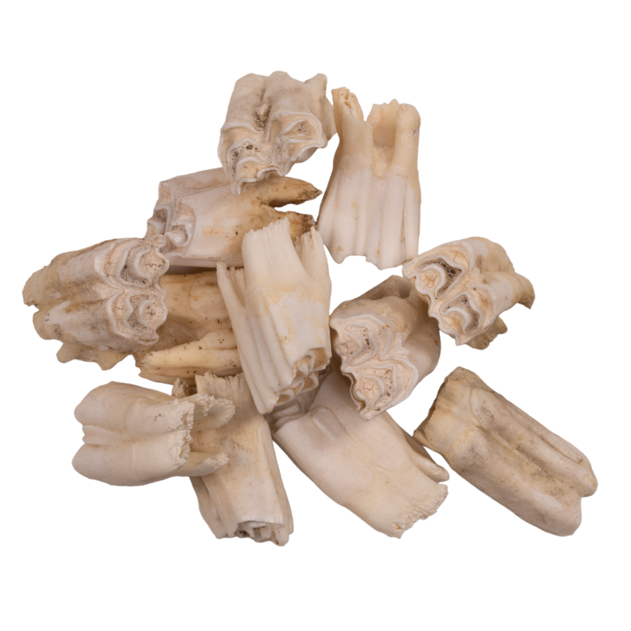Real Gemsbok Tooth - Single — Skulls Unlimited International, Inc.