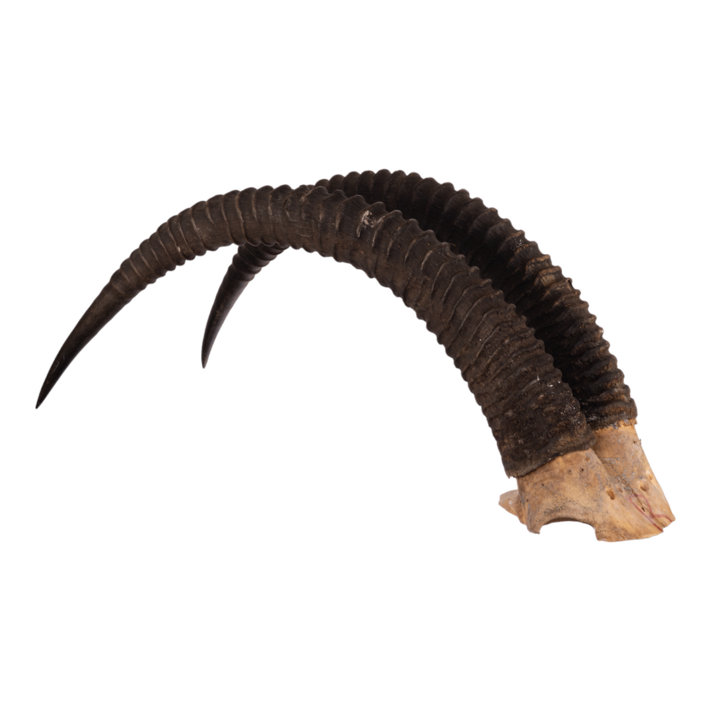 Real Sable Antelope Skull Plate — Skulls Unlimited International, Inc.