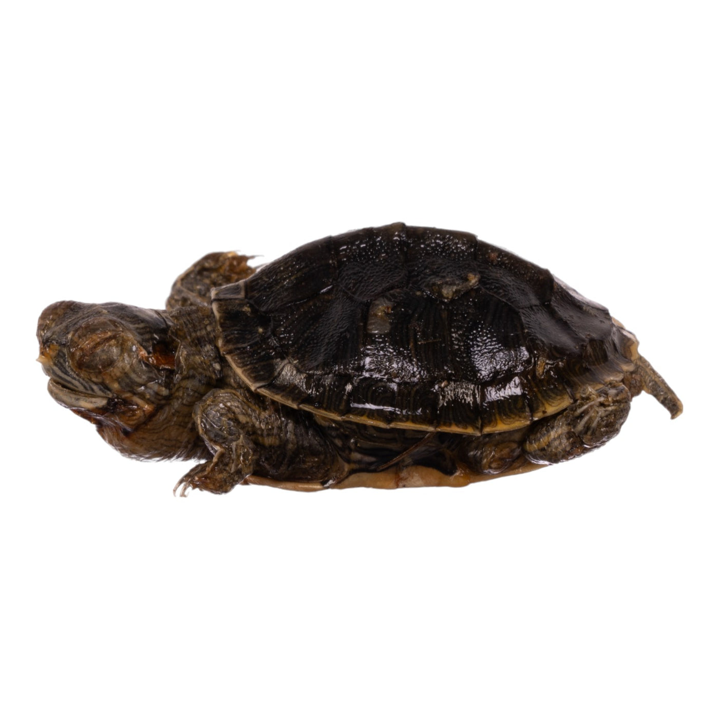 Real Freeze-dried Turtle For Sale — Skulls Unlimited International, Inc.