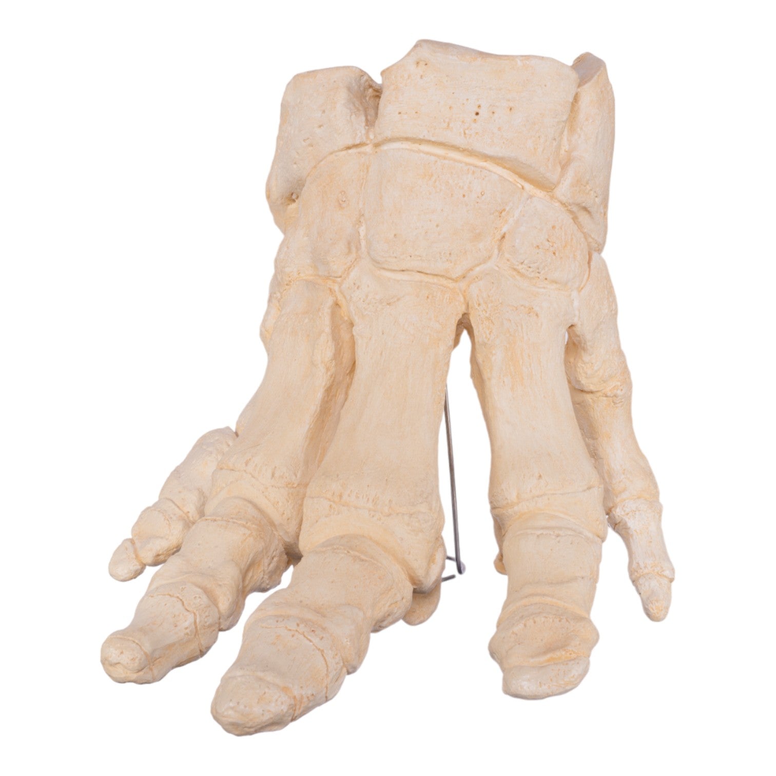 Replica African Elephant Foot For Sale — Skulls Unlimited International ...