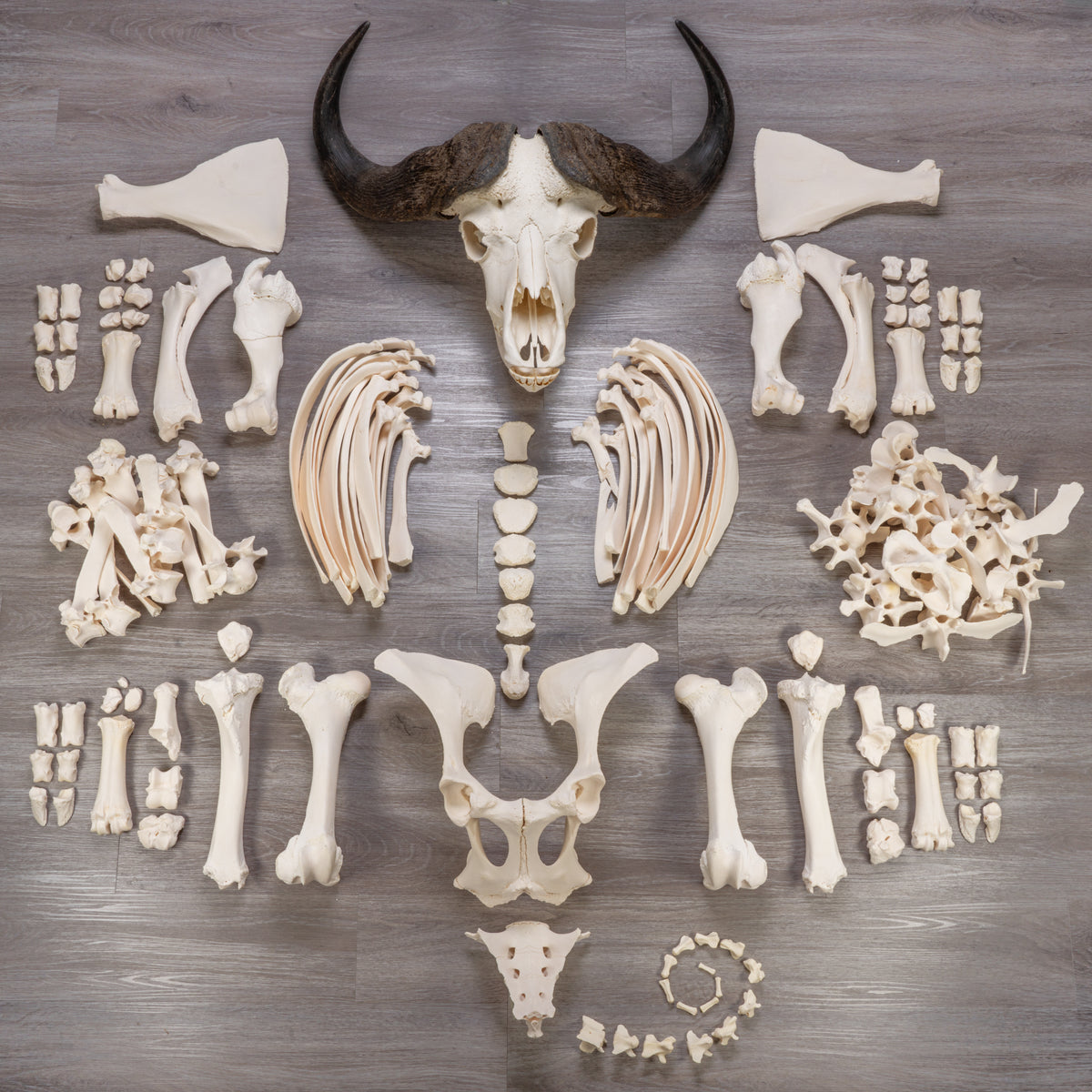 Real African (Cape) Buffalo Skeleton For Sale — Skulls Unlimited ...