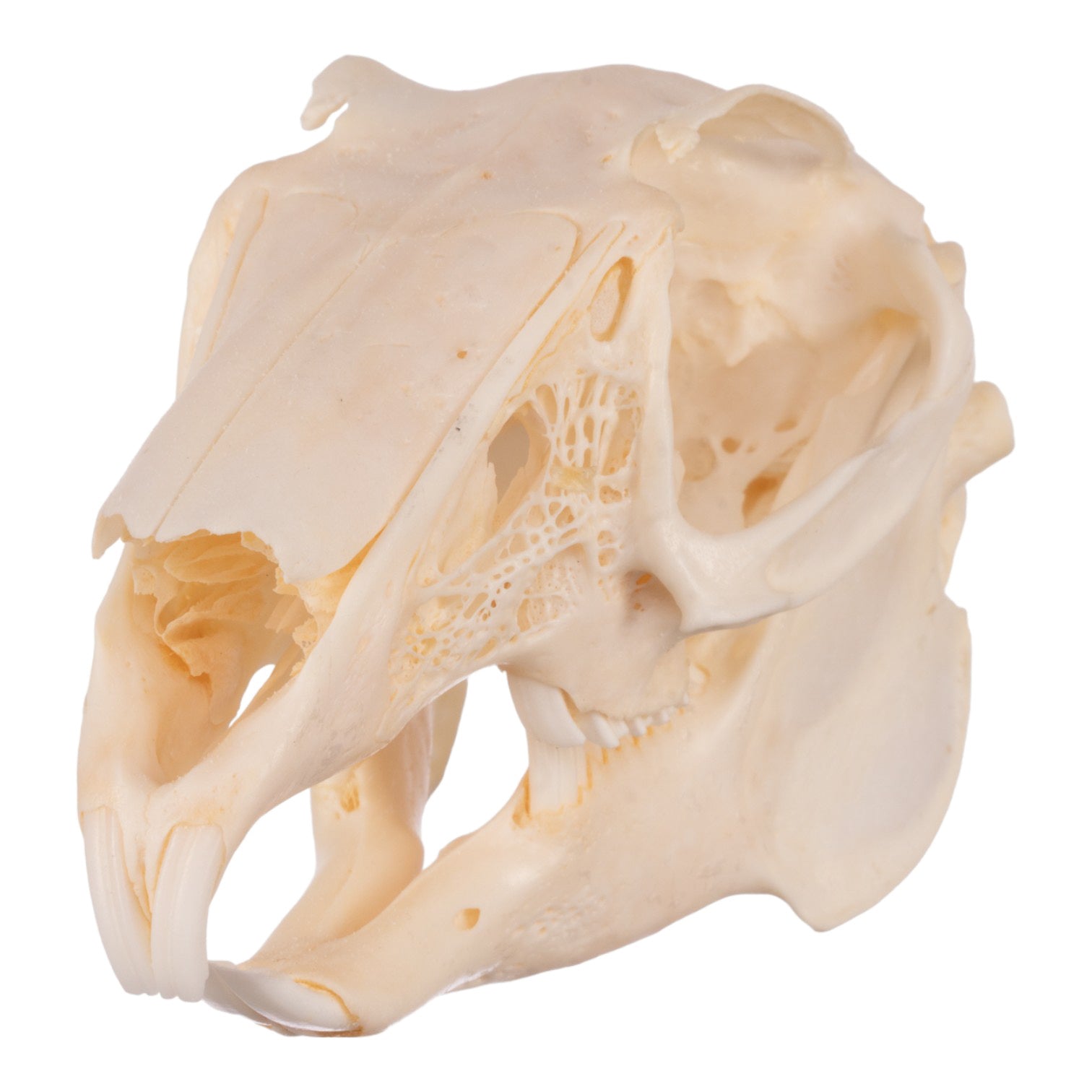 Real Jackrabbit Skull For Sale — Skulls Unlimited International, Inc.