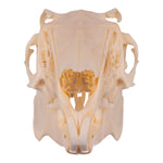 Real Jackrabbit Skull For Sale — Skulls Unlimited International, Inc.