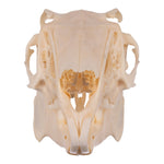 Real Jackrabbit Skull For Sale — Skulls Unlimited International, Inc.