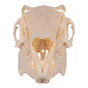 Real Jackrabbit Skull For Sale — Skulls Unlimited International, Inc.