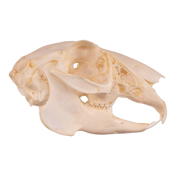 Real Jackrabbit Skull For Sale — Skulls Unlimited International, Inc.