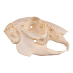 Real Jackrabbit Skull For Sale — Skulls Unlimited International, Inc.