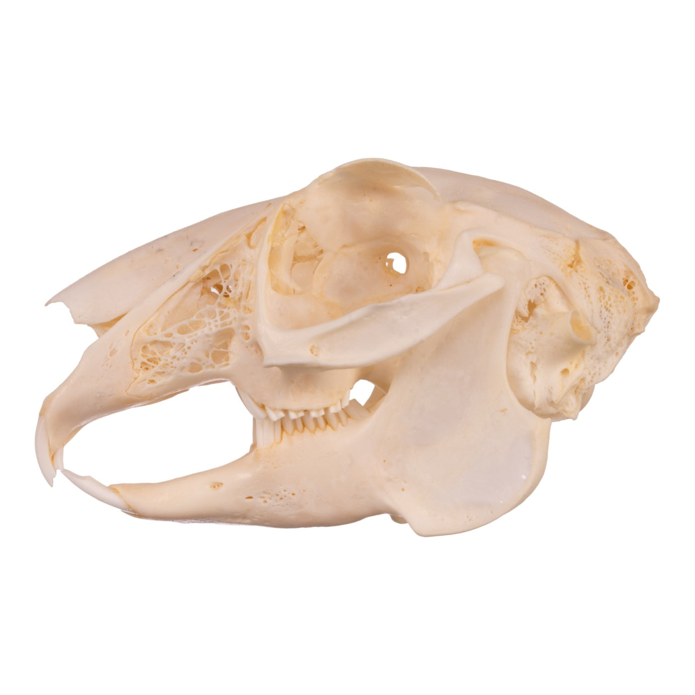 Real Jackrabbit Skull For Sale — Skulls Unlimited International, Inc.