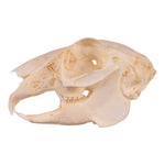 Real Jackrabbit Skull For Sale — Skulls Unlimited International, Inc.