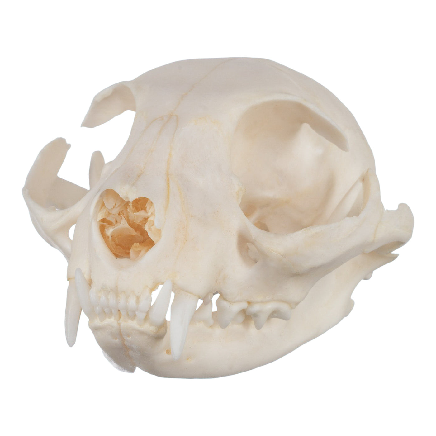Real Domestic Cat Skull For Sale — Skulls Unlimited International, Inc.