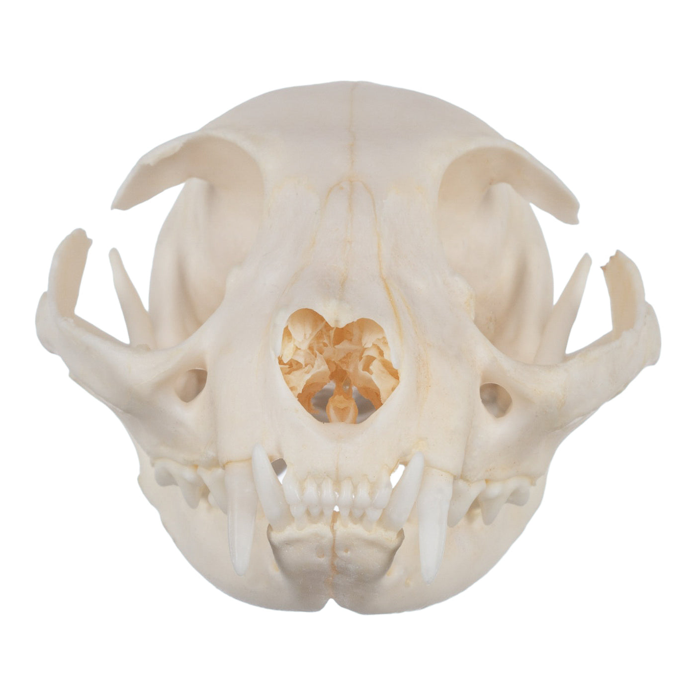 Real Domestic Cat Skull For Sale — Skulls Unlimited International, Inc.
