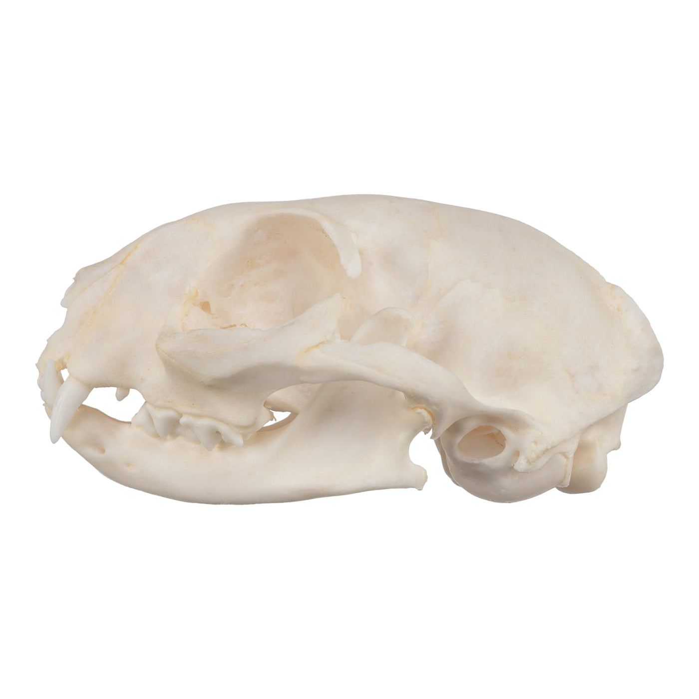 Real Domestic Cat Skull For Sale — Skulls Unlimited International, Inc.