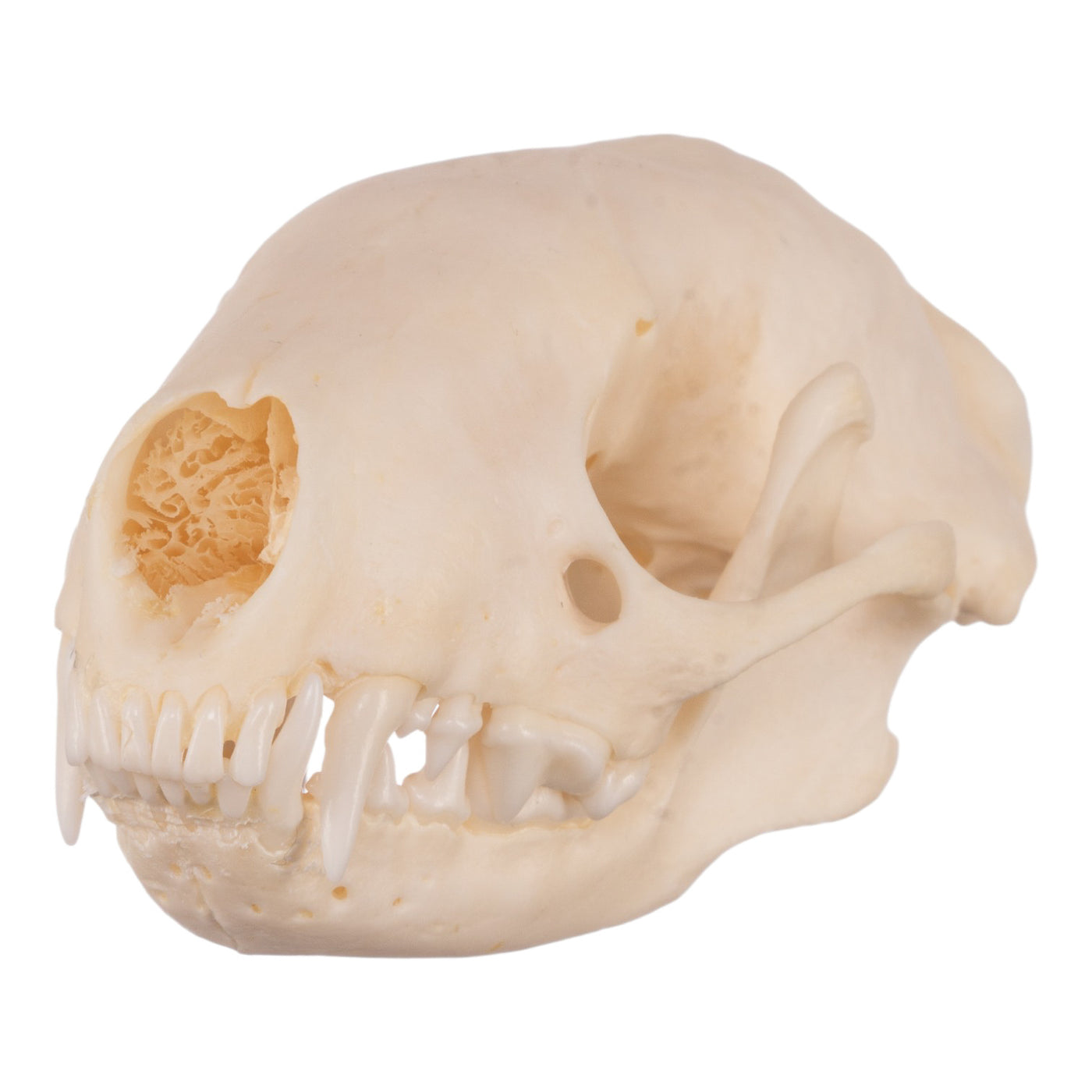 Real Striped Skunk Skull For Sale — Skulls Unlimited International, Inc.
