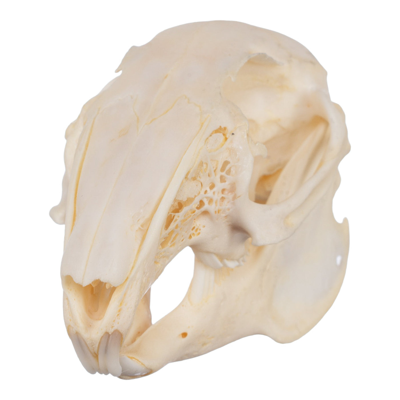 Real Cottontail Rabbit Skull For Sale — Skulls Unlimited International ...