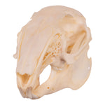 Real Cottontail Rabbit Skull For Sale — Skulls Unlimited International ...