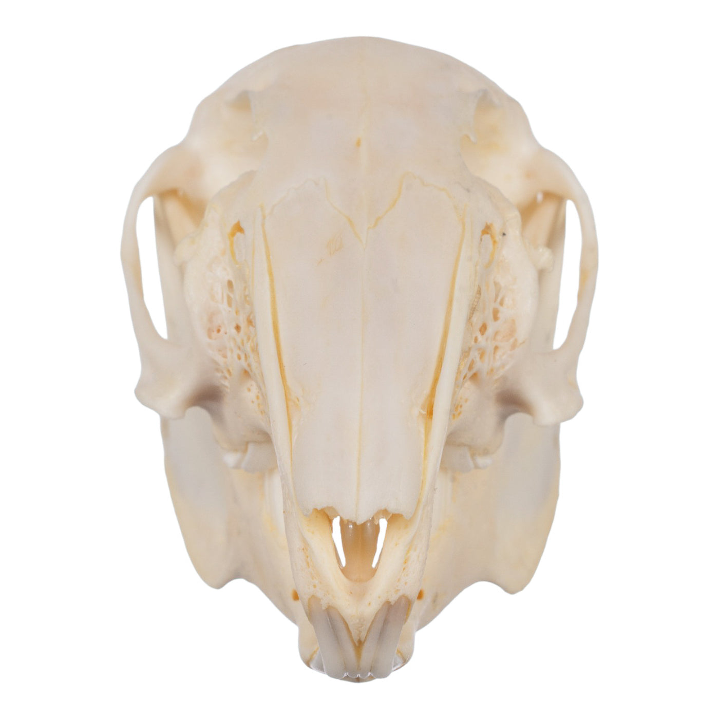 Real Cottontail Rabbit Skull For Sale — Skulls Unlimited International ...