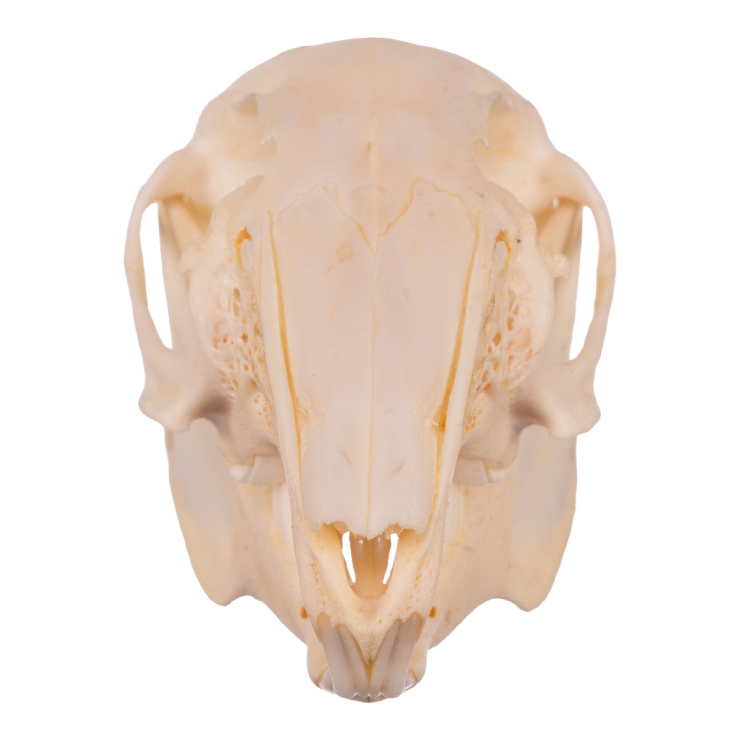 Real Cottontail Rabbit Skull For Sale — Skulls Unlimited International ...