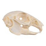Real Cottontail Rabbit Skull For Sale — Skulls Unlimited International ...