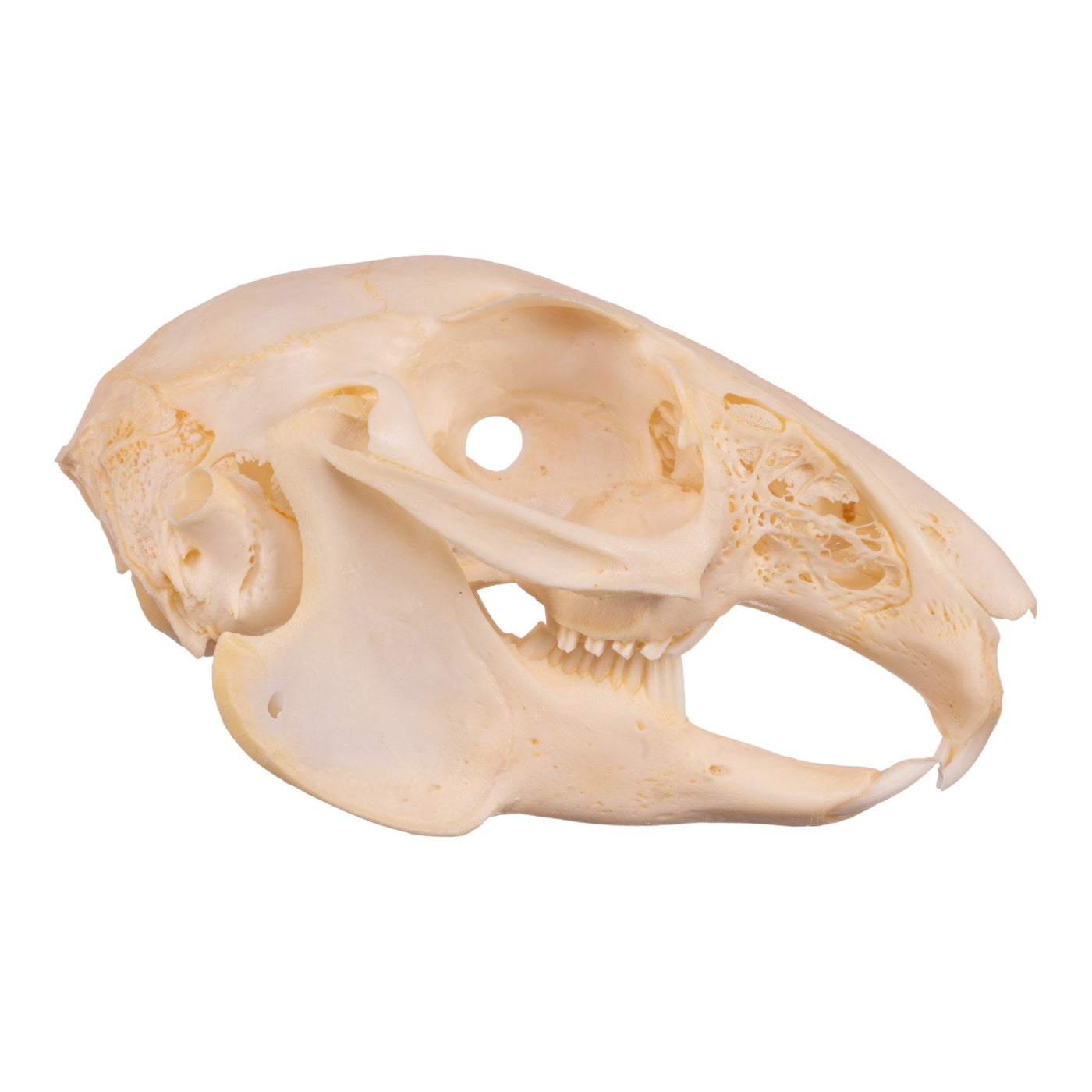 Real Cottontail Rabbit Skull For Sale — Skulls Unlimited International ...