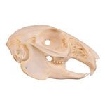 Real Cottontail Rabbit Skull For Sale — Skulls Unlimited International ...
