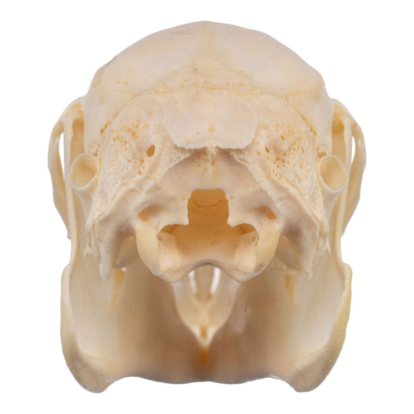 Real Cottontail Rabbit Skull For Sale — Skulls Unlimited International ...