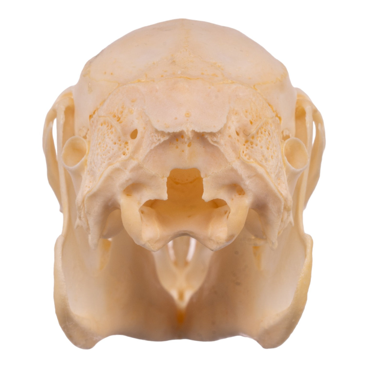 Real Cottontail Rabbit Skull For Sale — Skulls Unlimited International ...