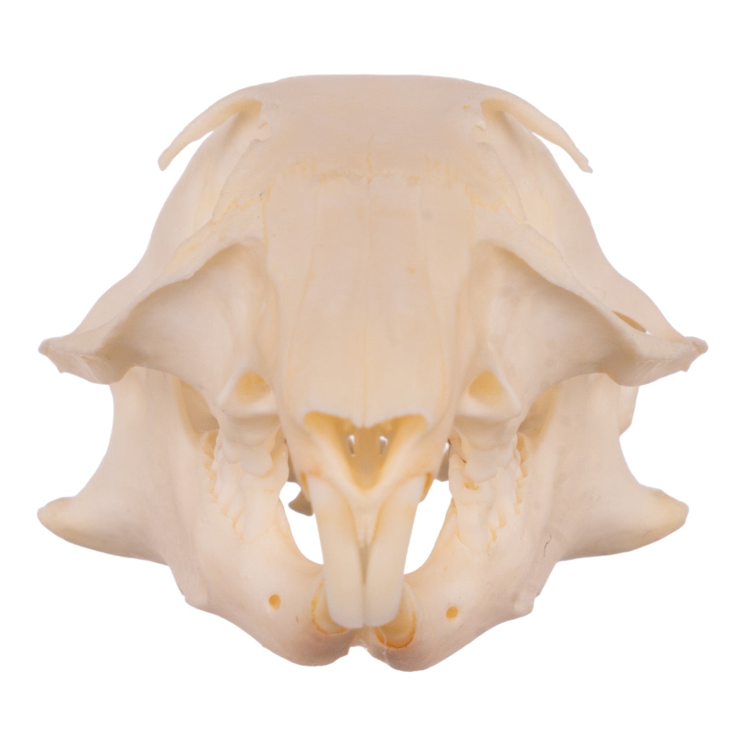 Real Ground Squirrel Skull For Sale — Skulls Unlimited International, Inc.