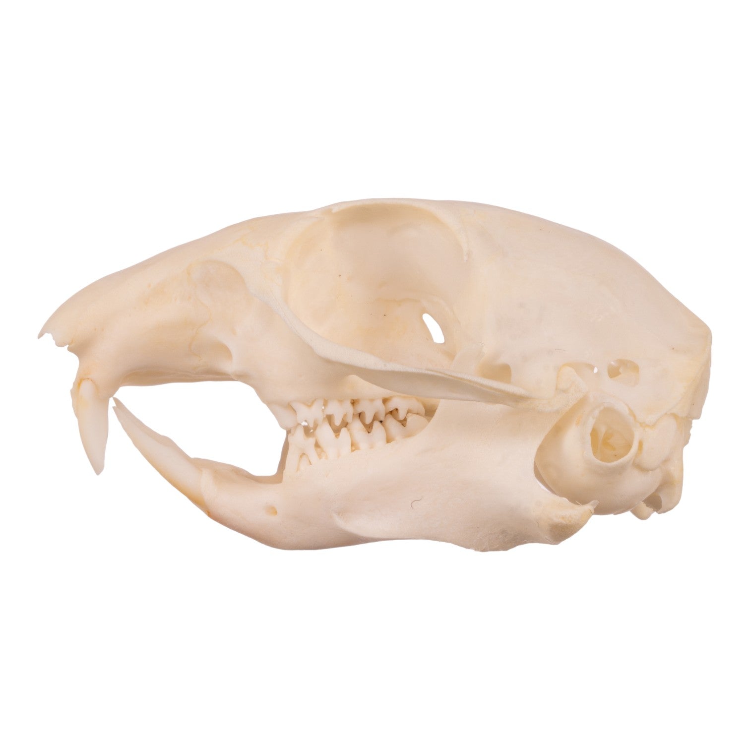 Real Ground Squirrel Skull For Sale — Skulls Unlimited International, Inc.