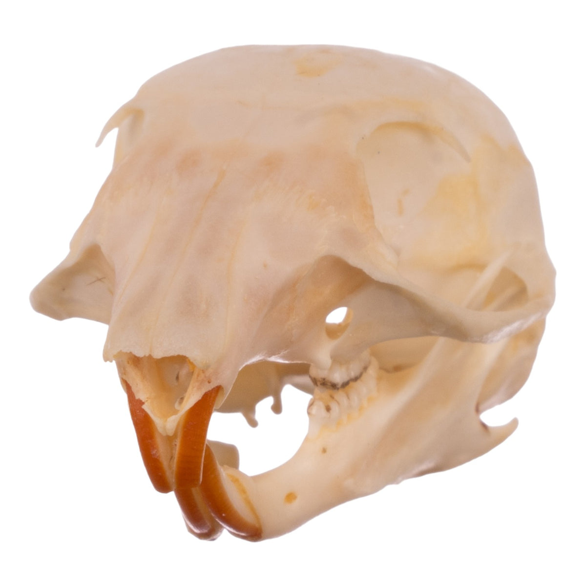 Real Chipmunk Skull For Sale — Skulls Unlimited International, Inc.