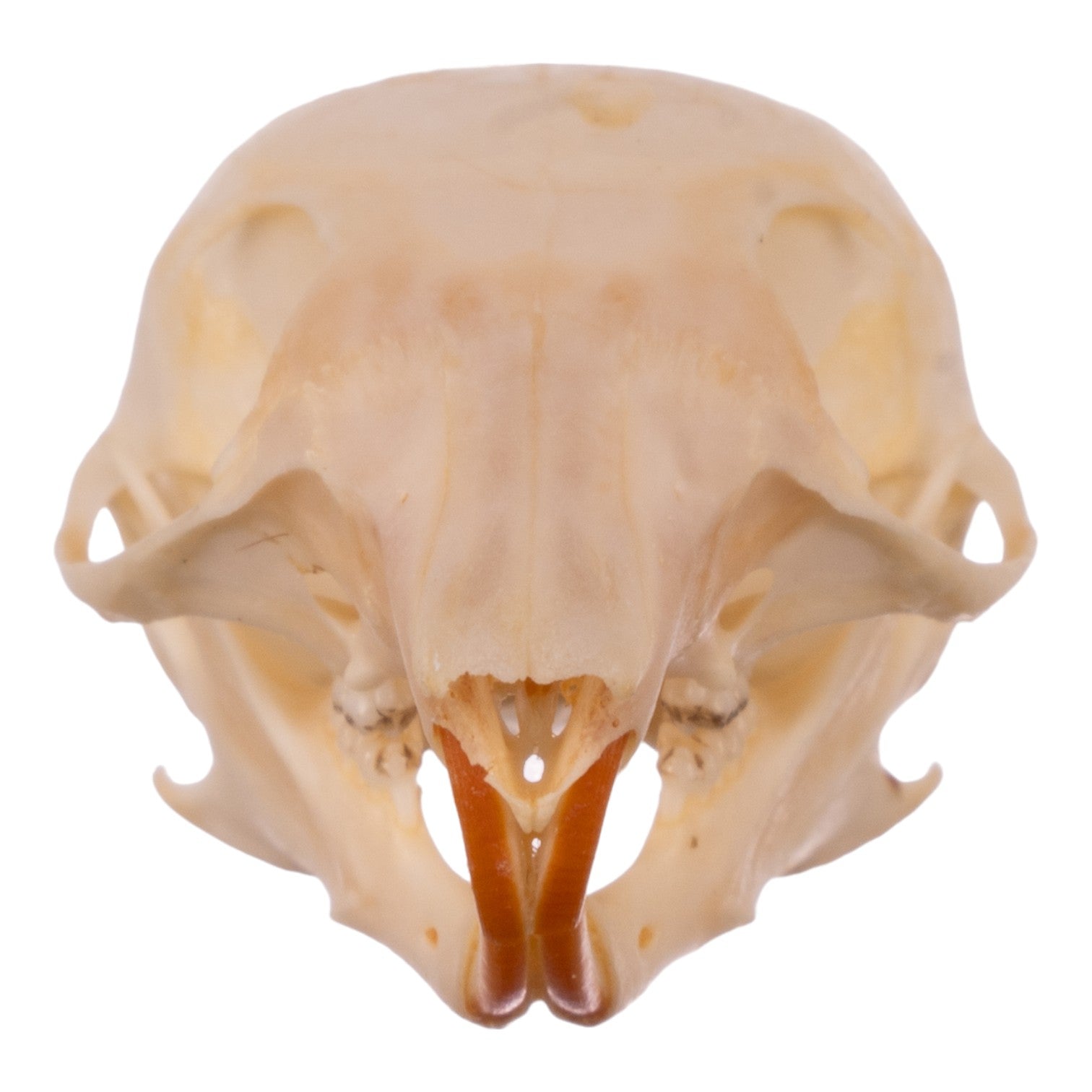 Real Chipmunk Skull For Sale — Skulls Unlimited International, Inc.