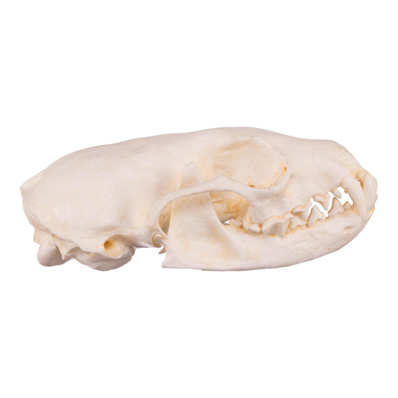 Replica American Marten Skull For Sale — Skulls Unlimited International ...