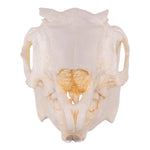 Replica Jackrabbit Skull For Sale — Skulls Unlimited International, Inc.