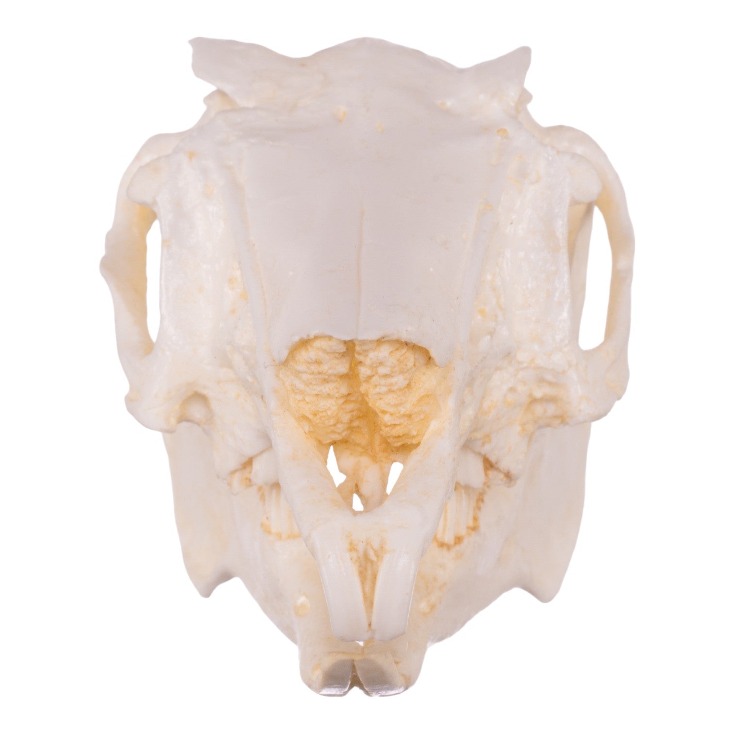 Replica Jackrabbit Skull For Sale — Skulls Unlimited International, Inc.