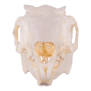 Replica Jackrabbit Skull For Sale — Skulls Unlimited International, Inc.