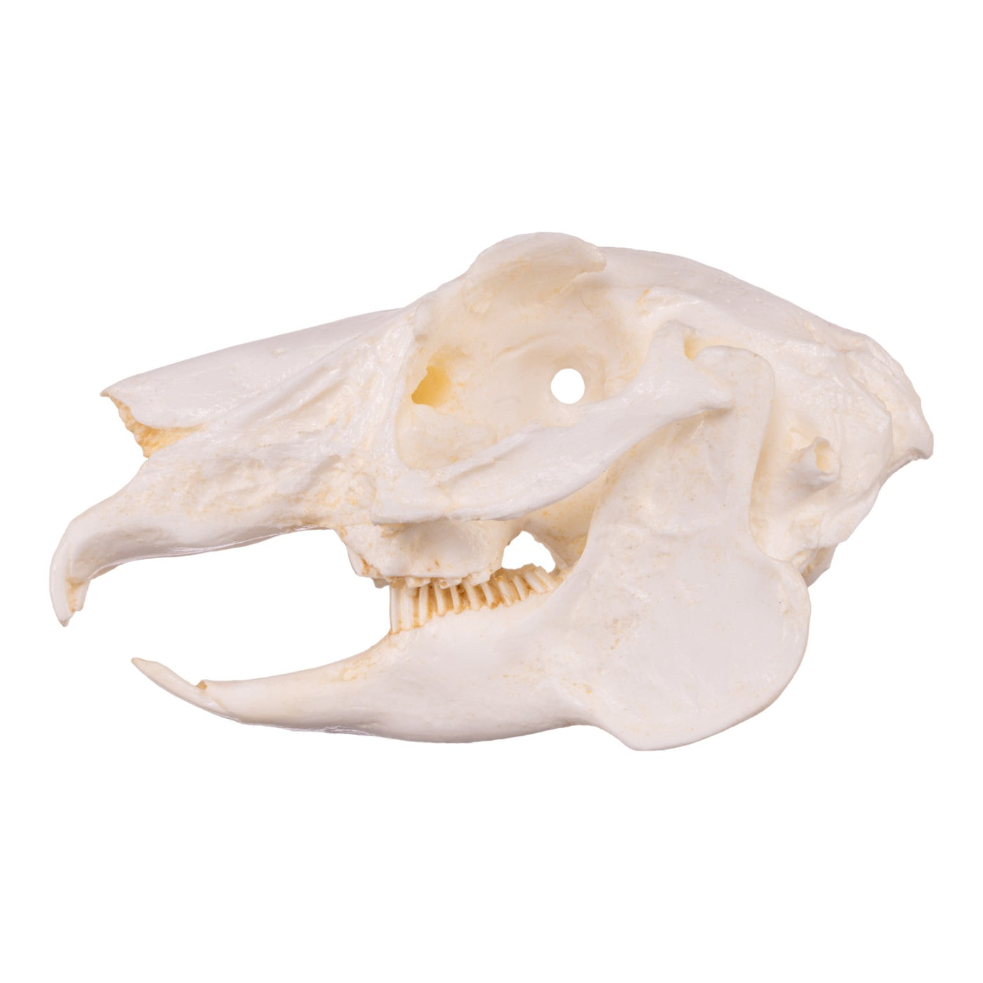 Replica Jackrabbit Skull For Sale — Skulls Unlimited International, Inc.