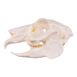 Replica Jackrabbit Skull For Sale — Skulls Unlimited International, Inc.