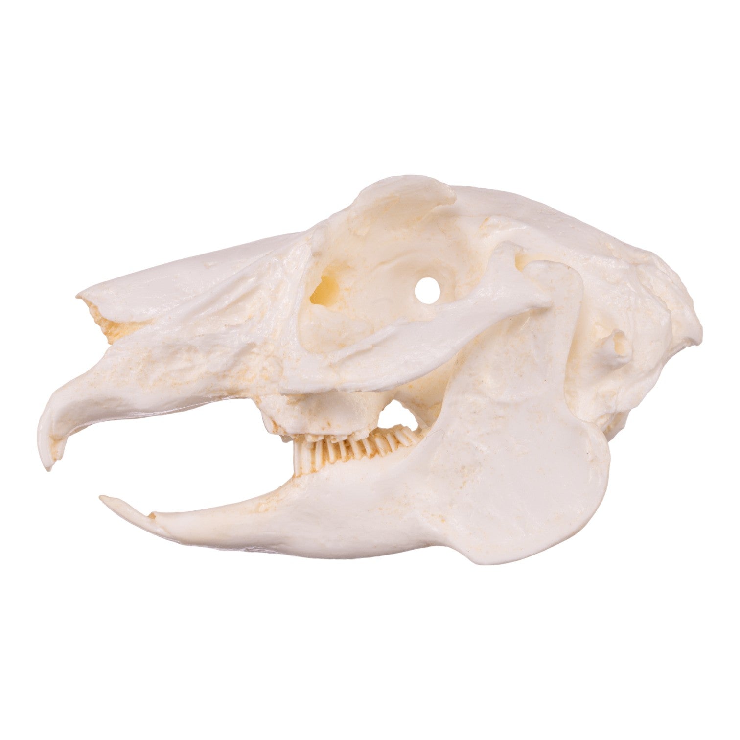 Replica Jackrabbit Skull For Sale — Skulls Unlimited International, Inc.