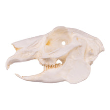 Replica Jackrabbit Skull For Sale — Skulls Unlimited International, Inc.
